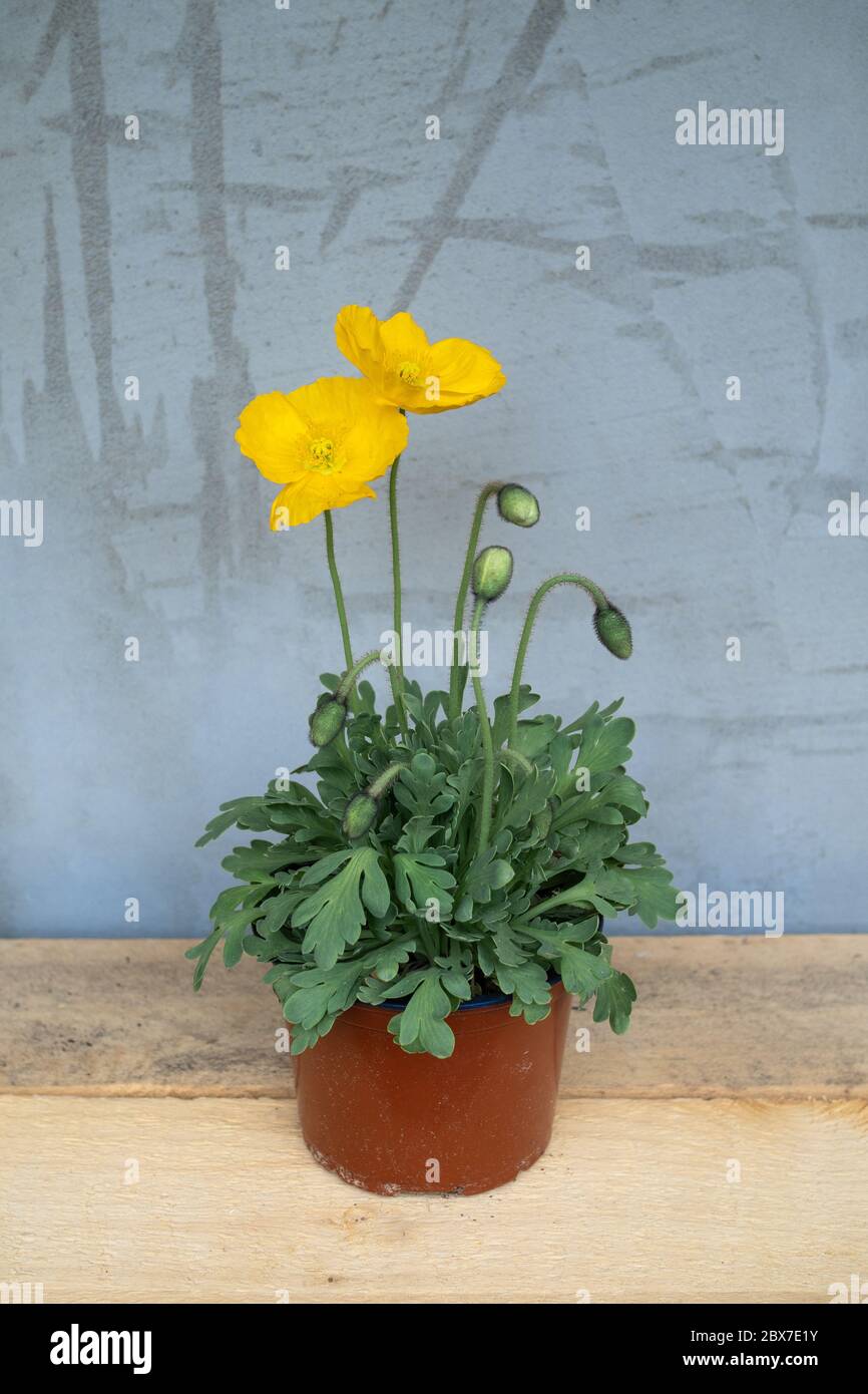 Flowering poppy in a pot Stock Photo - Alamy