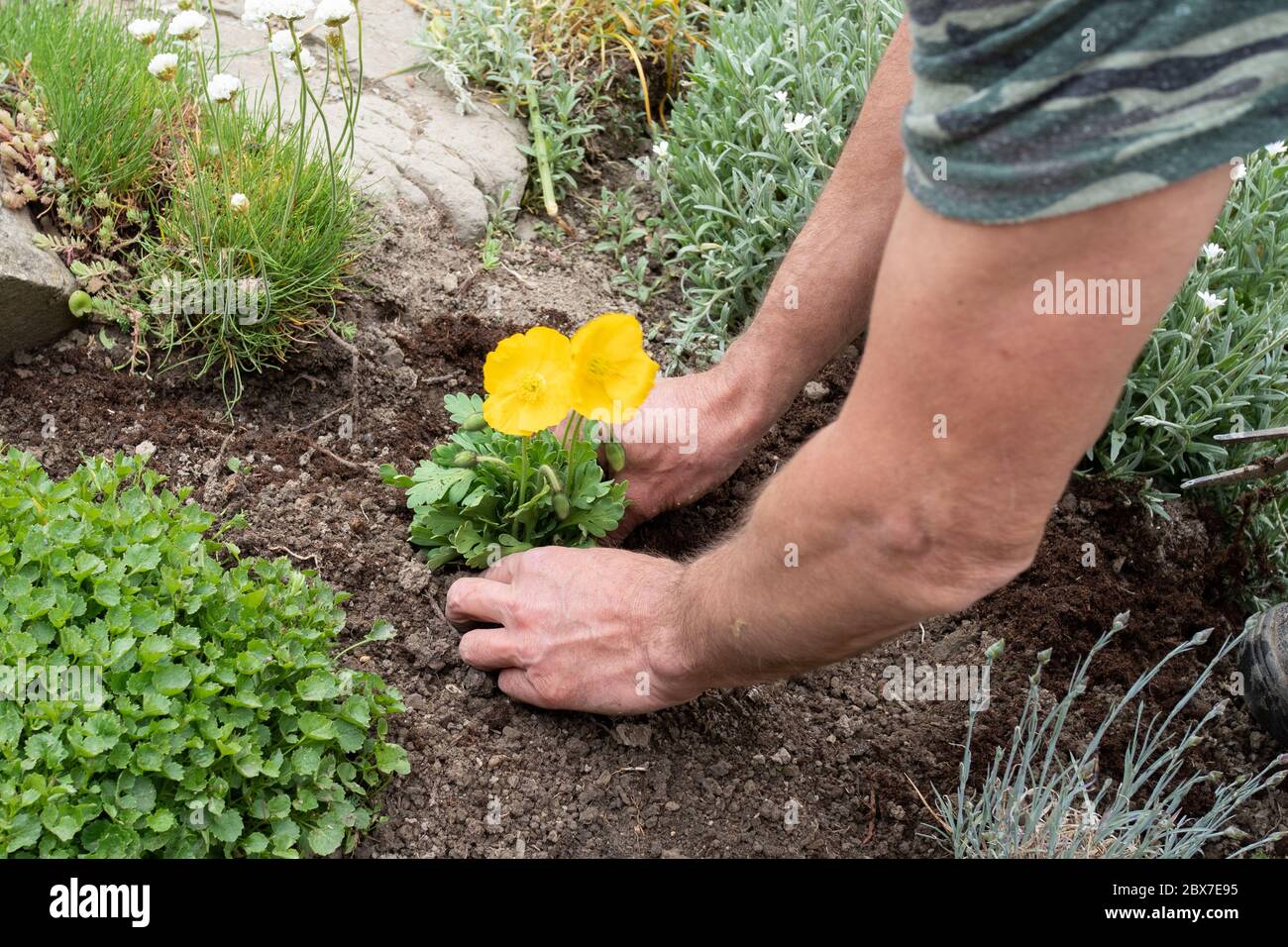 Planting flowers in the garden Stock Photo - Alamy