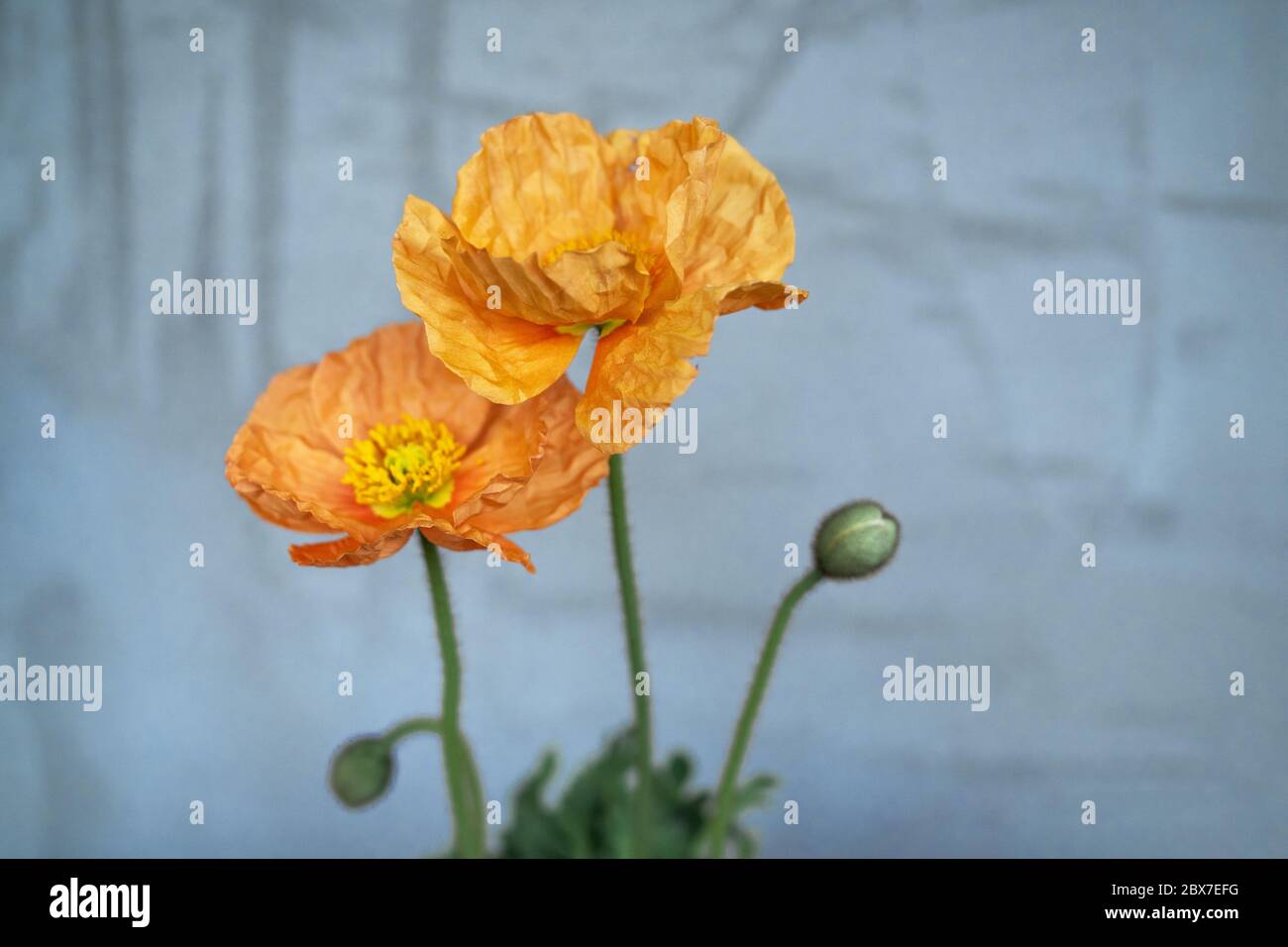 Flowering poppy in a pot Stock Photo - Alamy