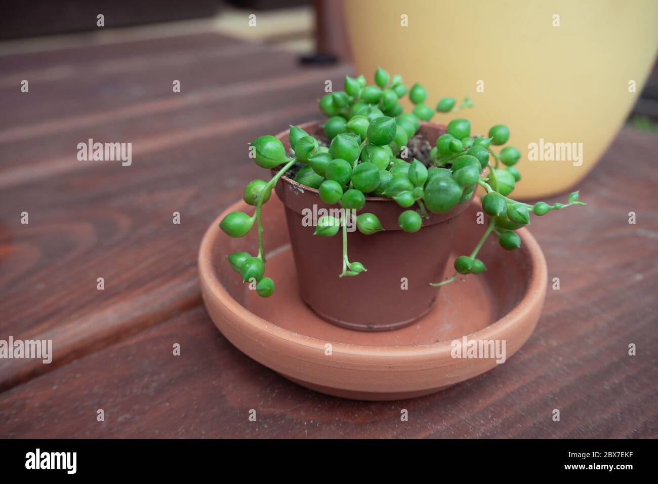 Baby plant in a flowerpot Stock Photo - Alamy