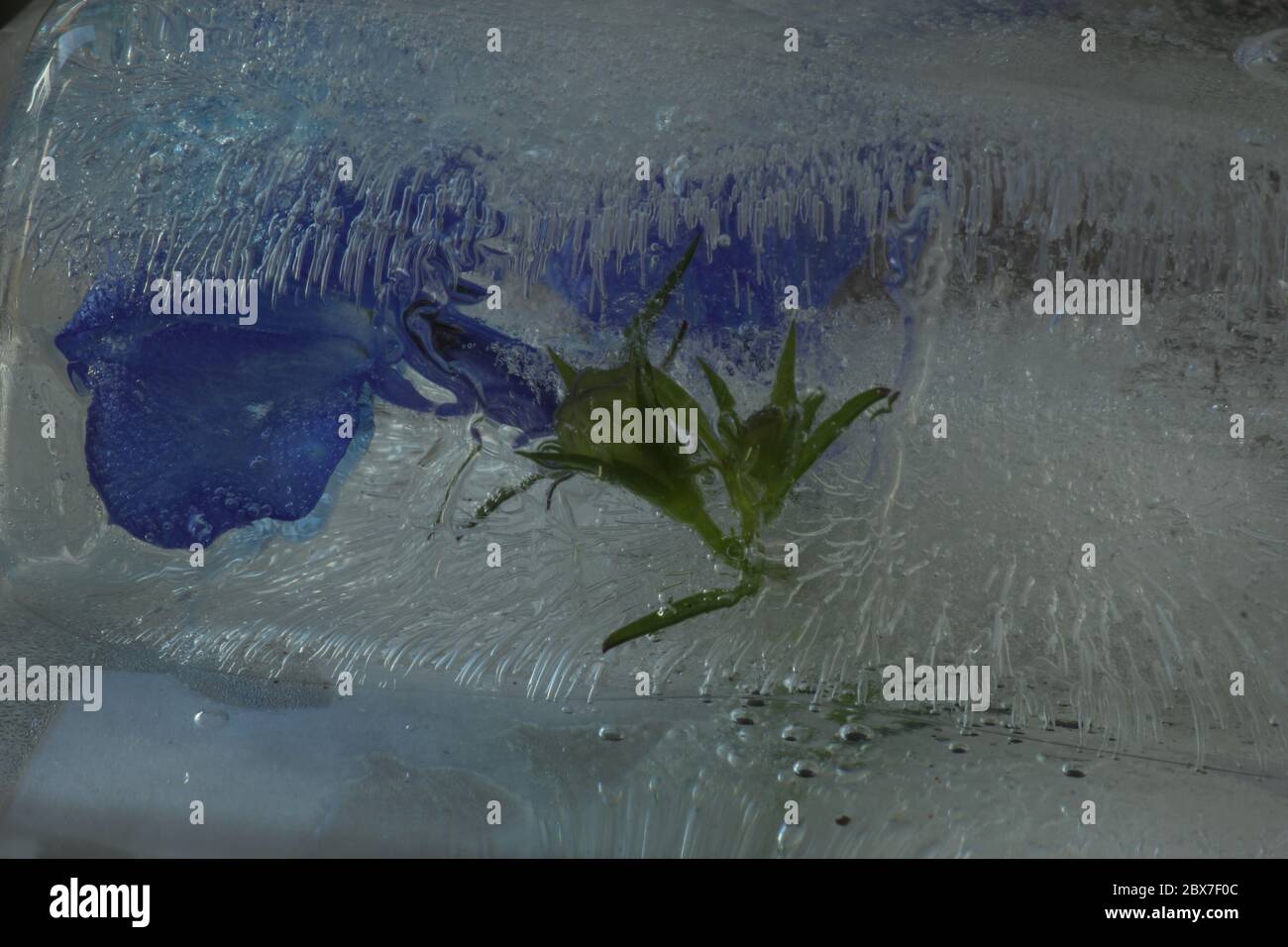 Flower frozen in ice Stock Photo - Alamy