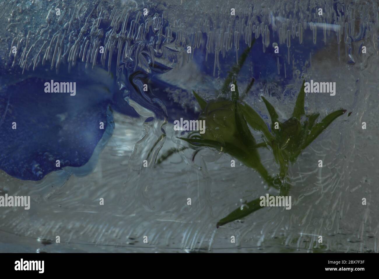 Flower frozen in ice Stock Photo - Alamy