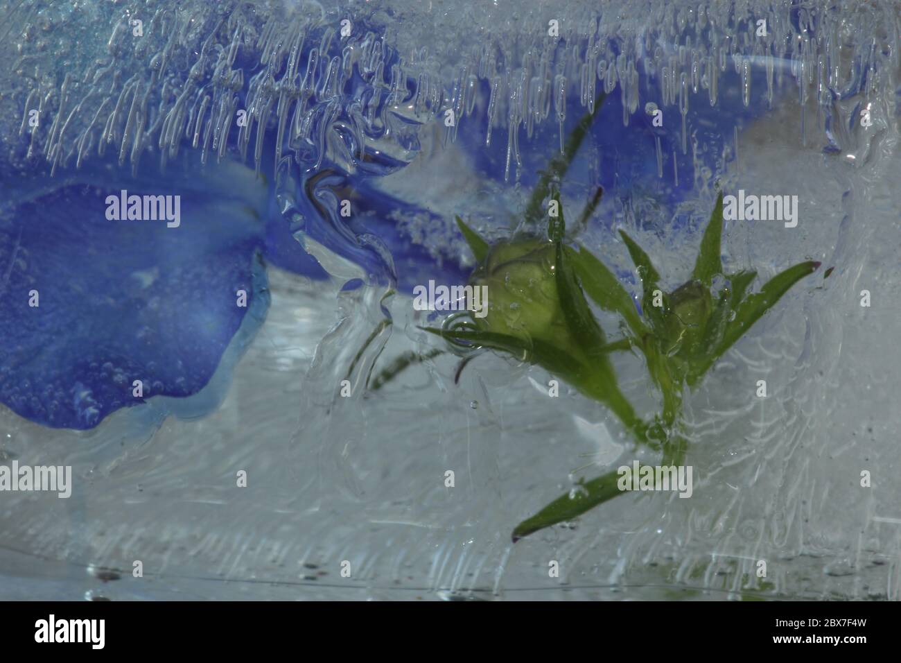 Flower frozen in ice Stock Photo - Alamy