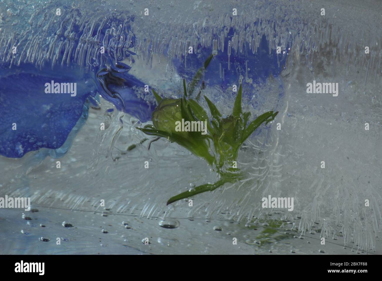 Flower frozen in ice Stock Photo - Alamy
