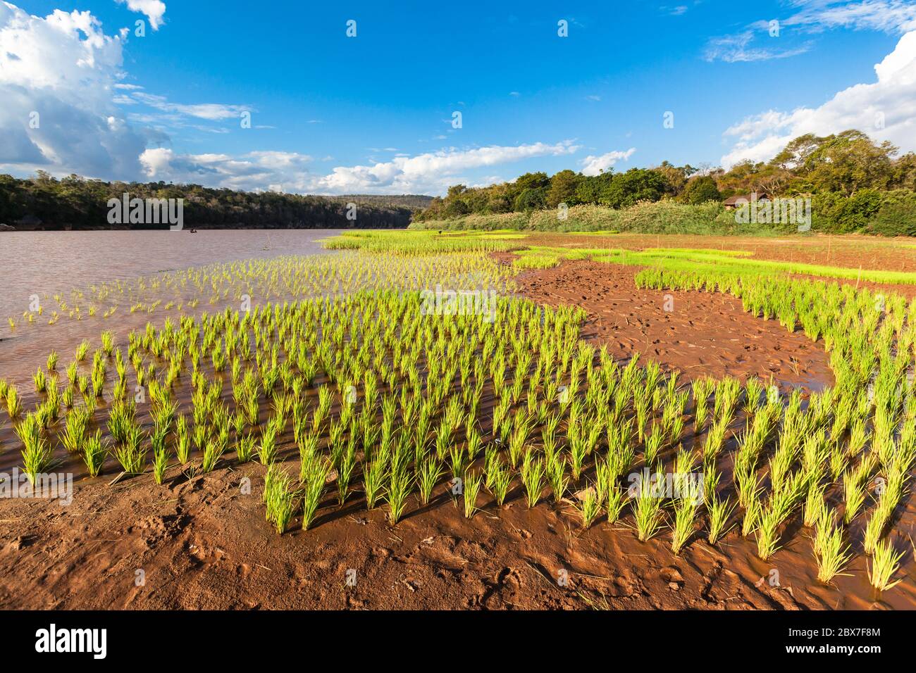 Flooded green rice field blue sky landscape Stock Photo - Alamy
