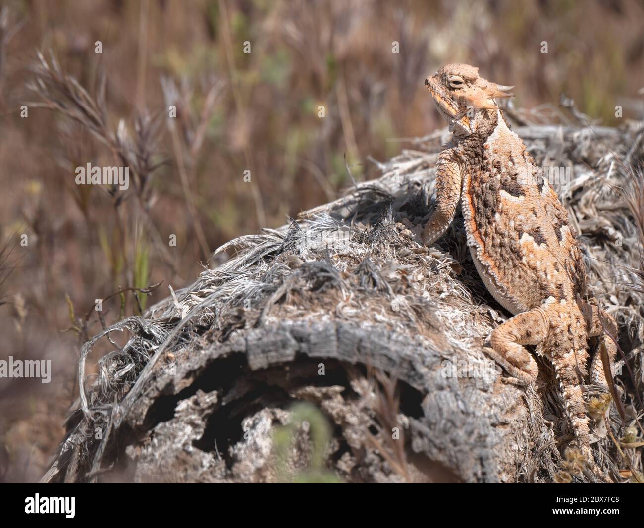 Southern desert horned lizard hi-res stock photography and images - Alamy