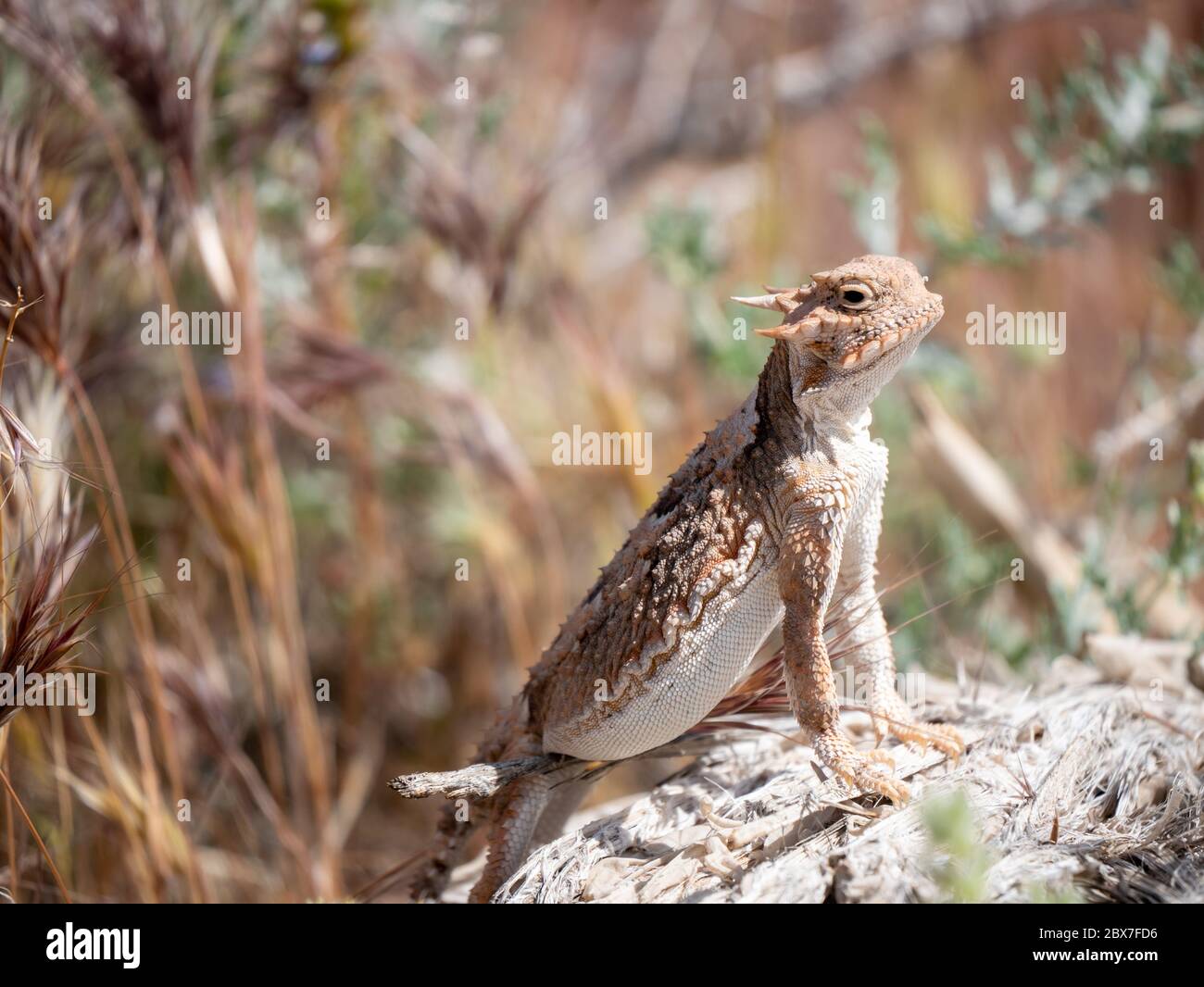 Southern desert horned lizard, Phrynosoma platyrhinos calidiarum Stock ...