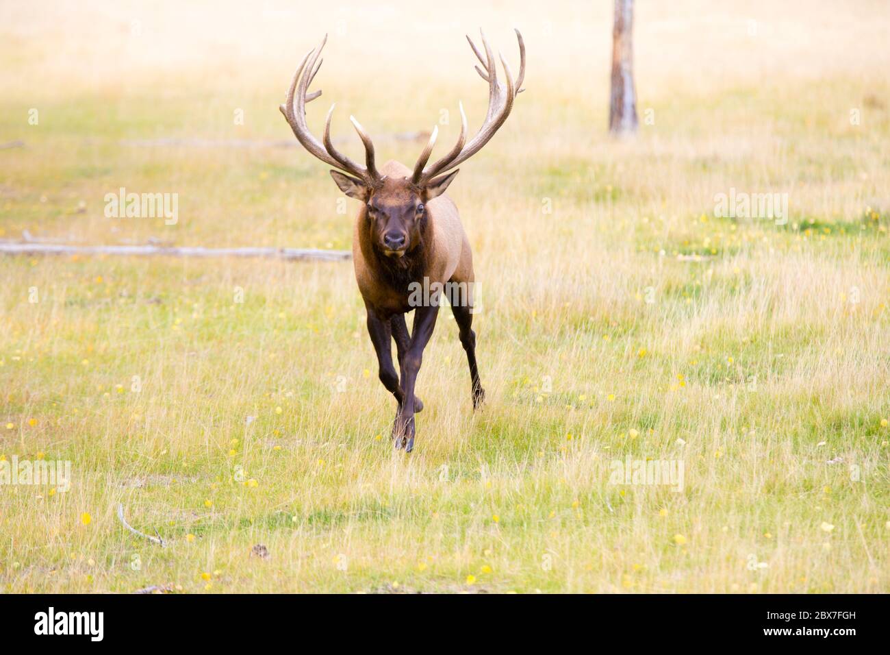 Photograph of a running Elk taken in the Yukon Territories, Canada ...