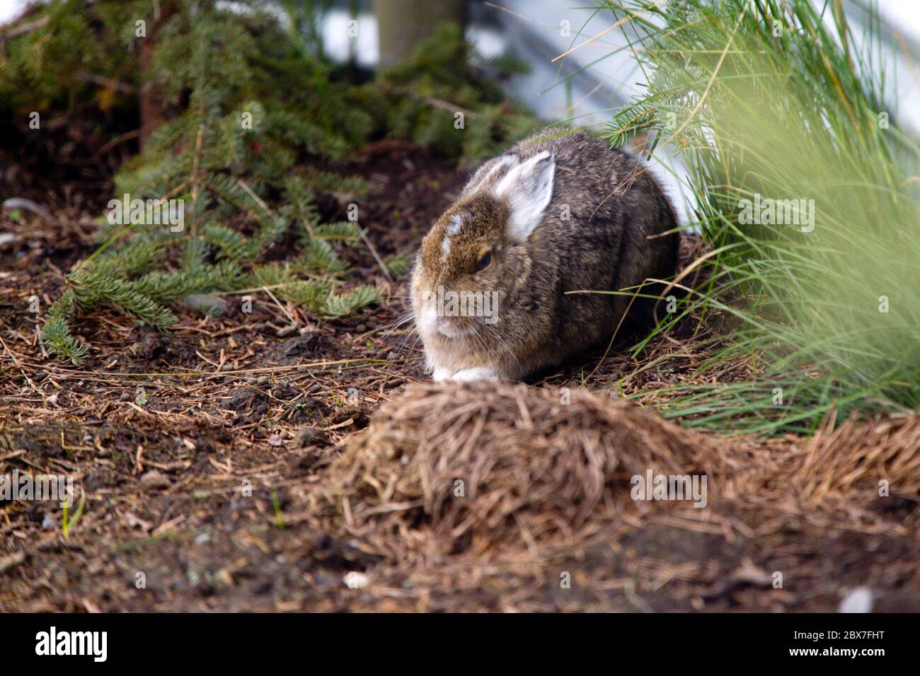 Rabbit at the Yukon Wildlife Reserve, near Whitehorse, Yukon, Canada ...