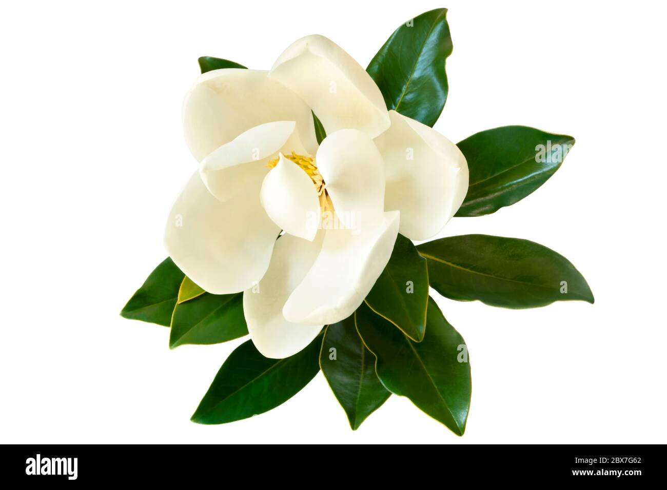Little Gem magnolia. Dwarf variety of Magnolia Grandiflora. Also called ...