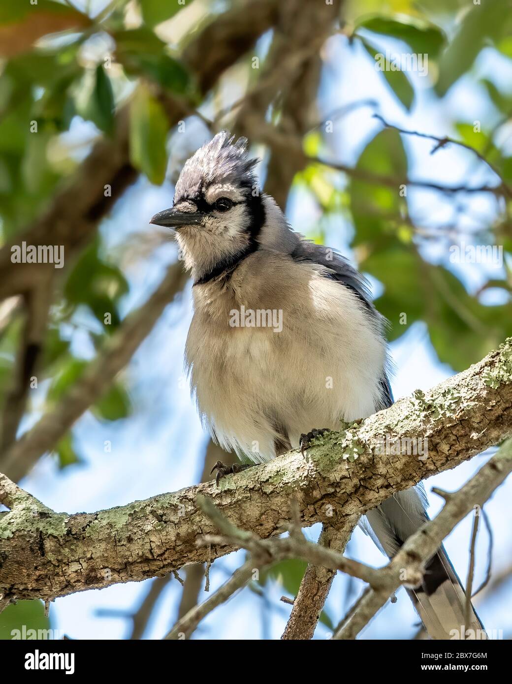 Juvenile Blue Jay