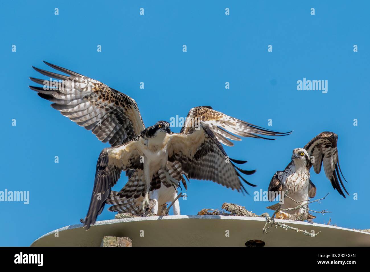 Juvenile osprey hi-res stock photography and images - Alamy