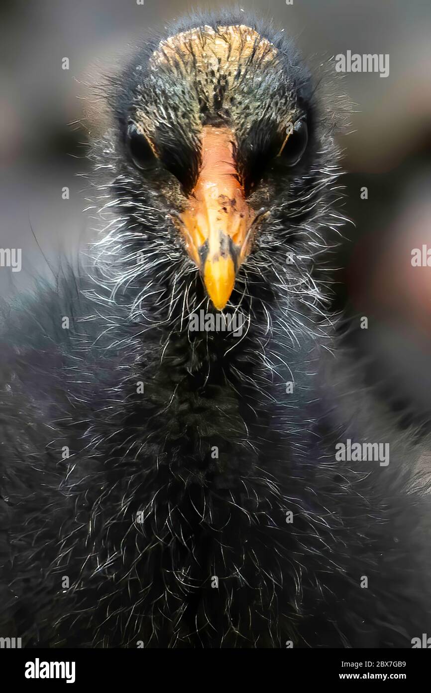 Marsh hen hi-res stock photography and images - Alamy