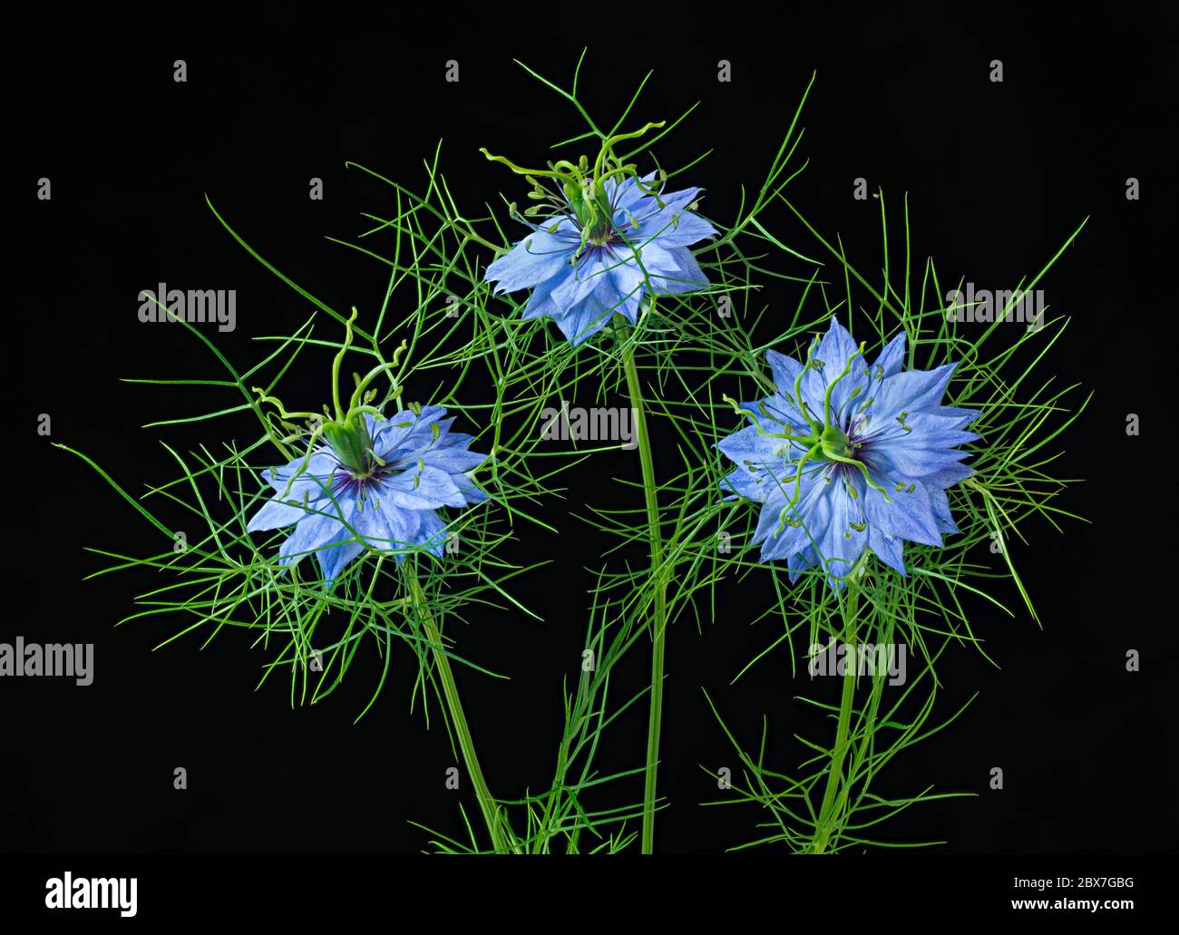 Love-in-a-mist flowers (Nigella damascena)--a common garden plant ...