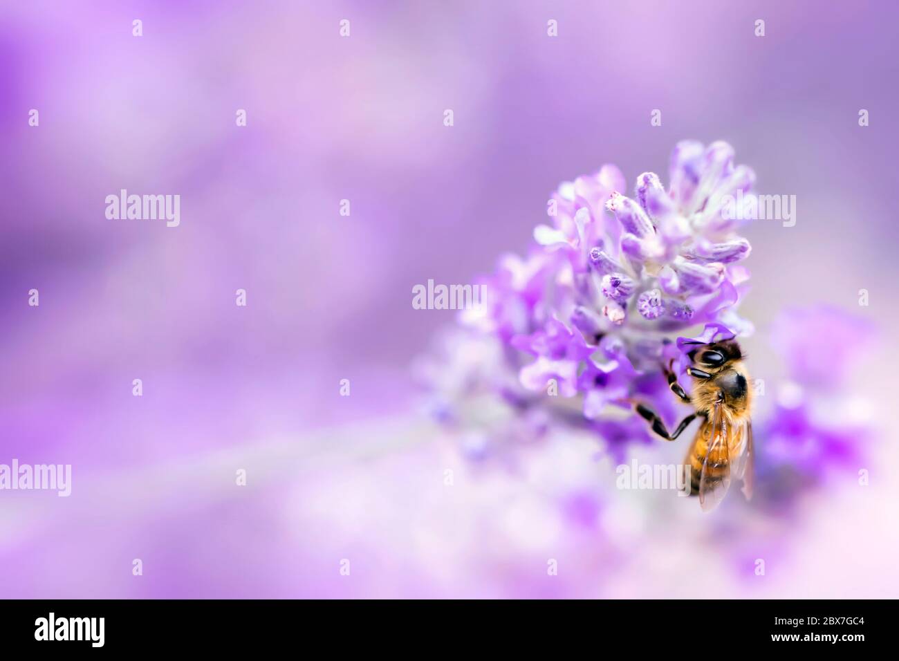 Lavender with honey bee. Soft focus, blurred background. Lots of copy ...