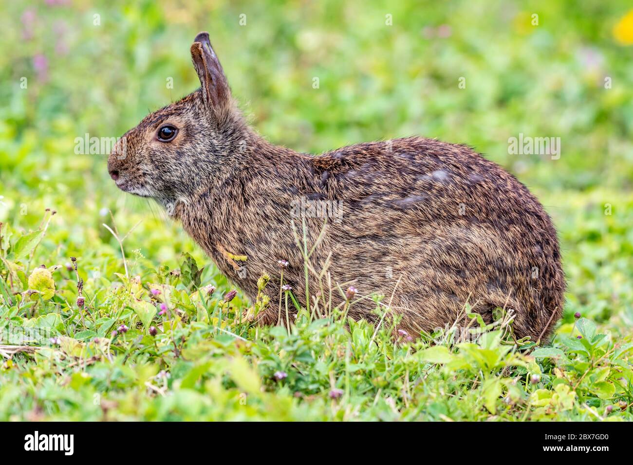 Baby bunny in the grass Stock Photo - Alamy