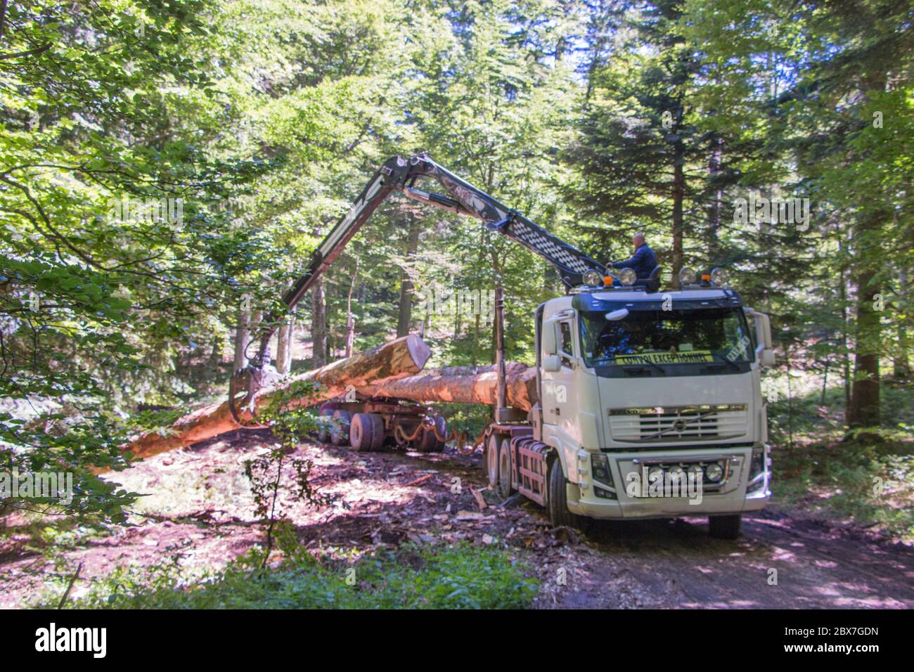 Forestry lorry loaded with tree trunks in Vercors, Drome France Stock ...