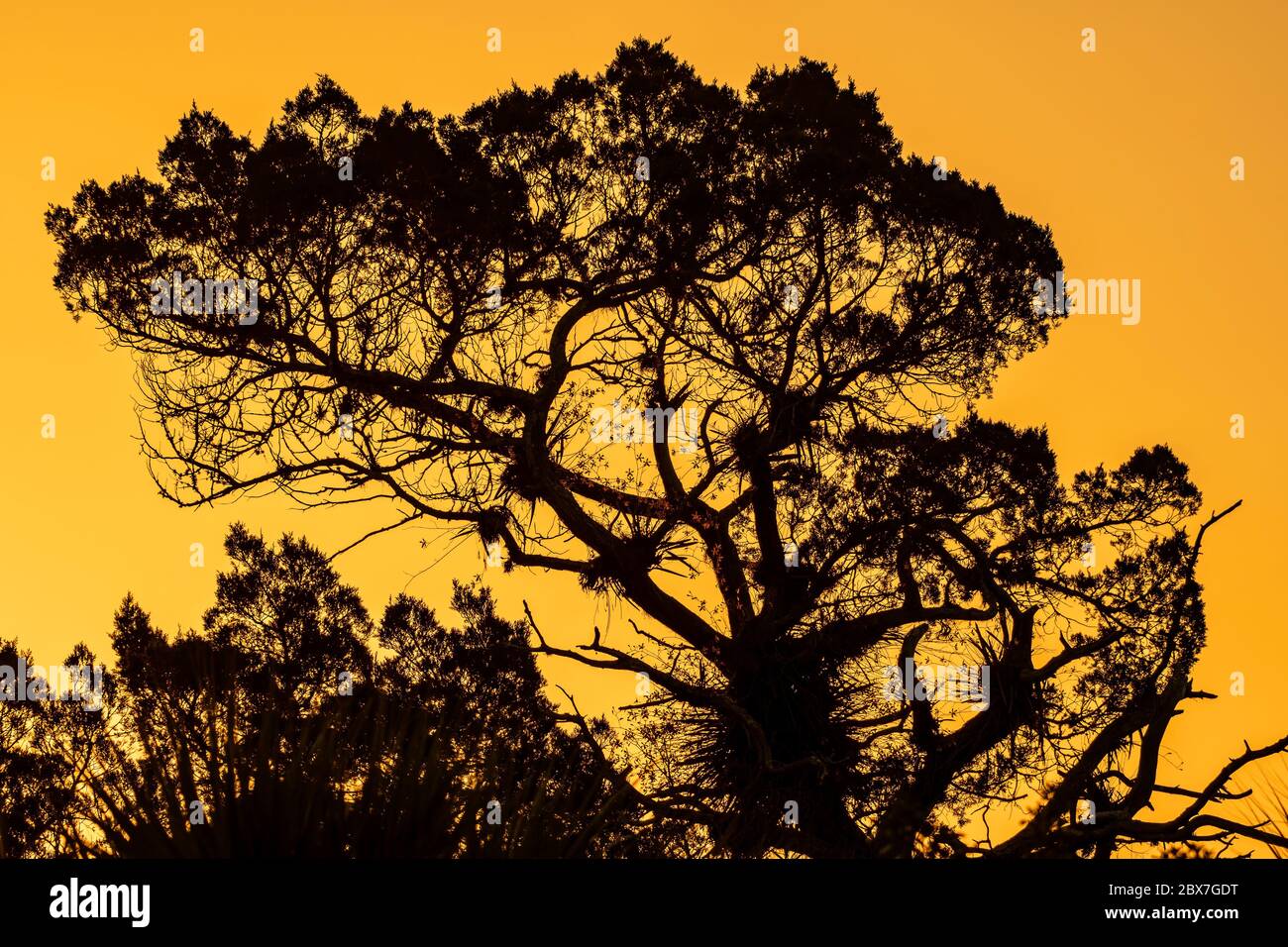 Light behind trees hi-res stock photography and images - Alamy