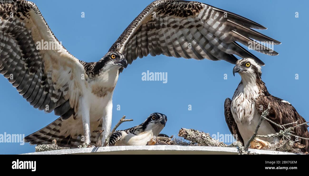 Juvenile osprey hi-res stock photography and images - Alamy