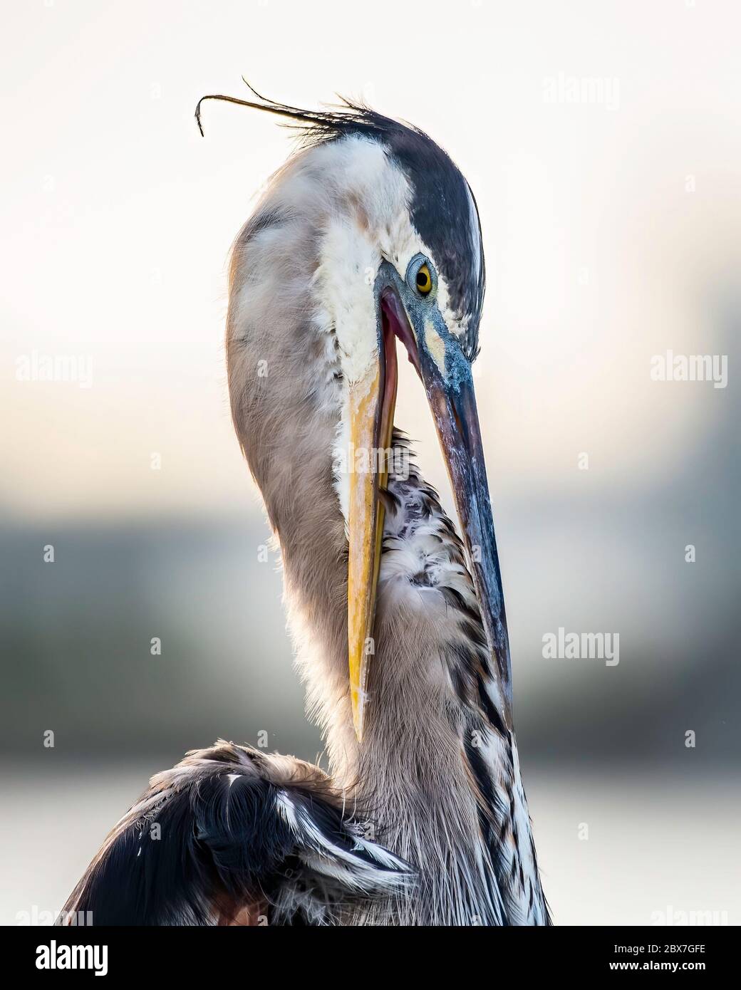 Large gray bird hi-res stock photography and images - Alamy
