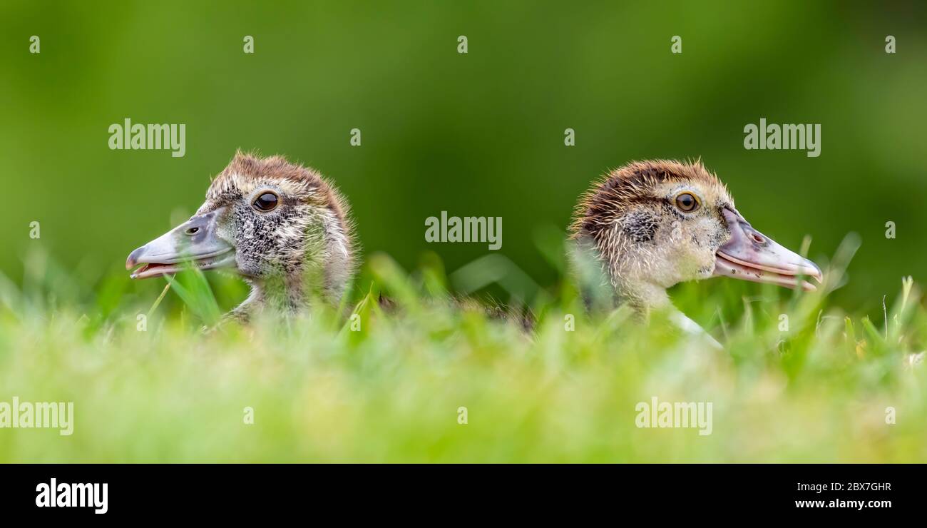 Muscovy ducklings hiding in the grass Stock Photo - Alamy