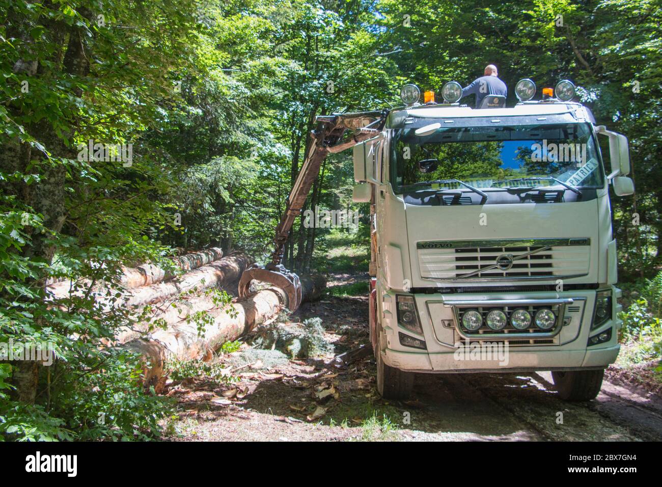 Forestry lorry loaded with tree trunks in Vercors, Drome France Stock ...