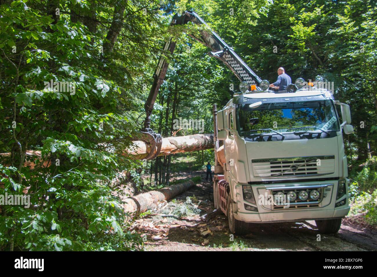 Forestry lorry loaded with tree trunks in Vercors, Drome France Stock ...