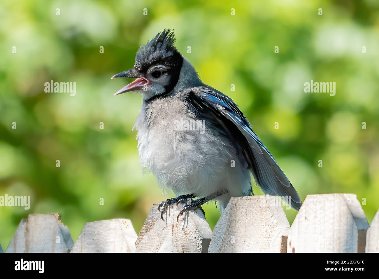 Blue jay habitat hi-res stock photography and images - Alamy