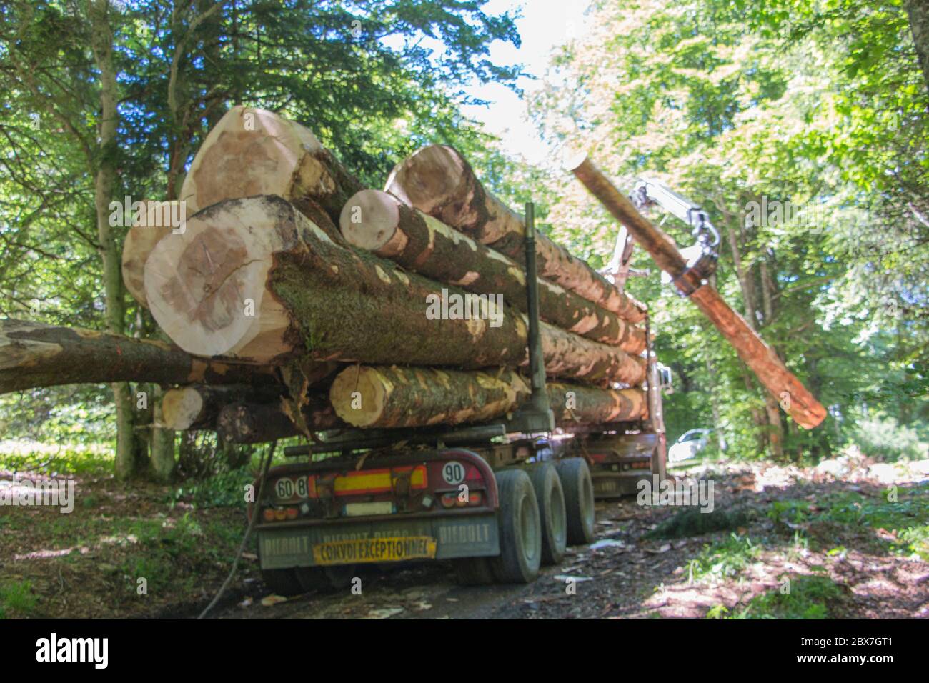 Forestry lorry loaded with tree trunks in Vercors, Drome France Stock ...