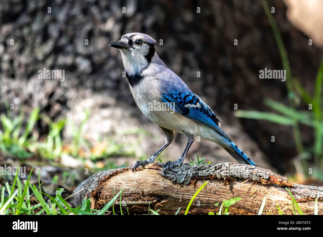 Male blue jay hi-res stock photography and images - Alamy