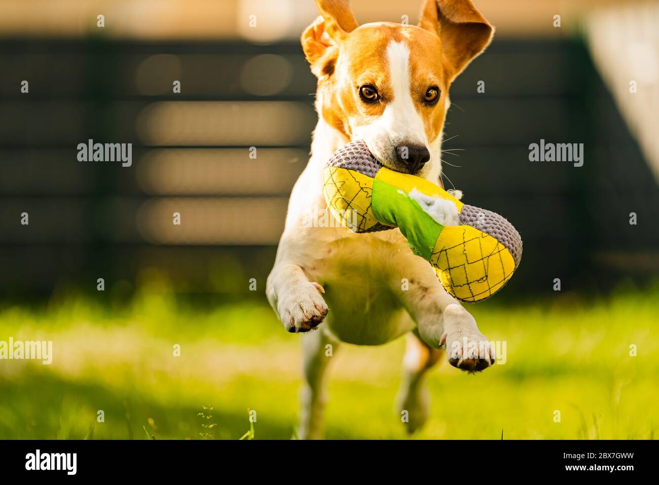 Sun riped hi-res stock photography and images - Alamy