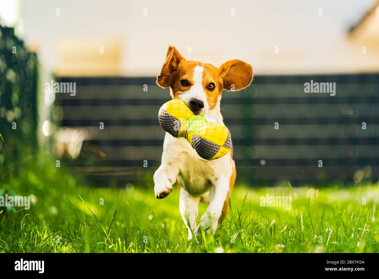 Sun riped hi-res stock photography and images - Alamy