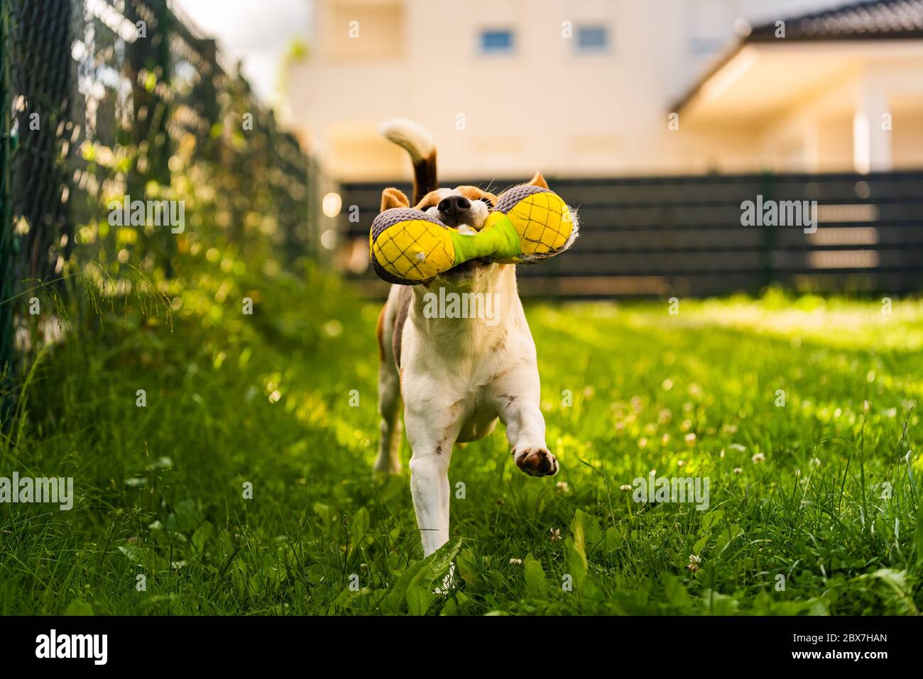 Sun riped hi-res stock photography and images - Alamy