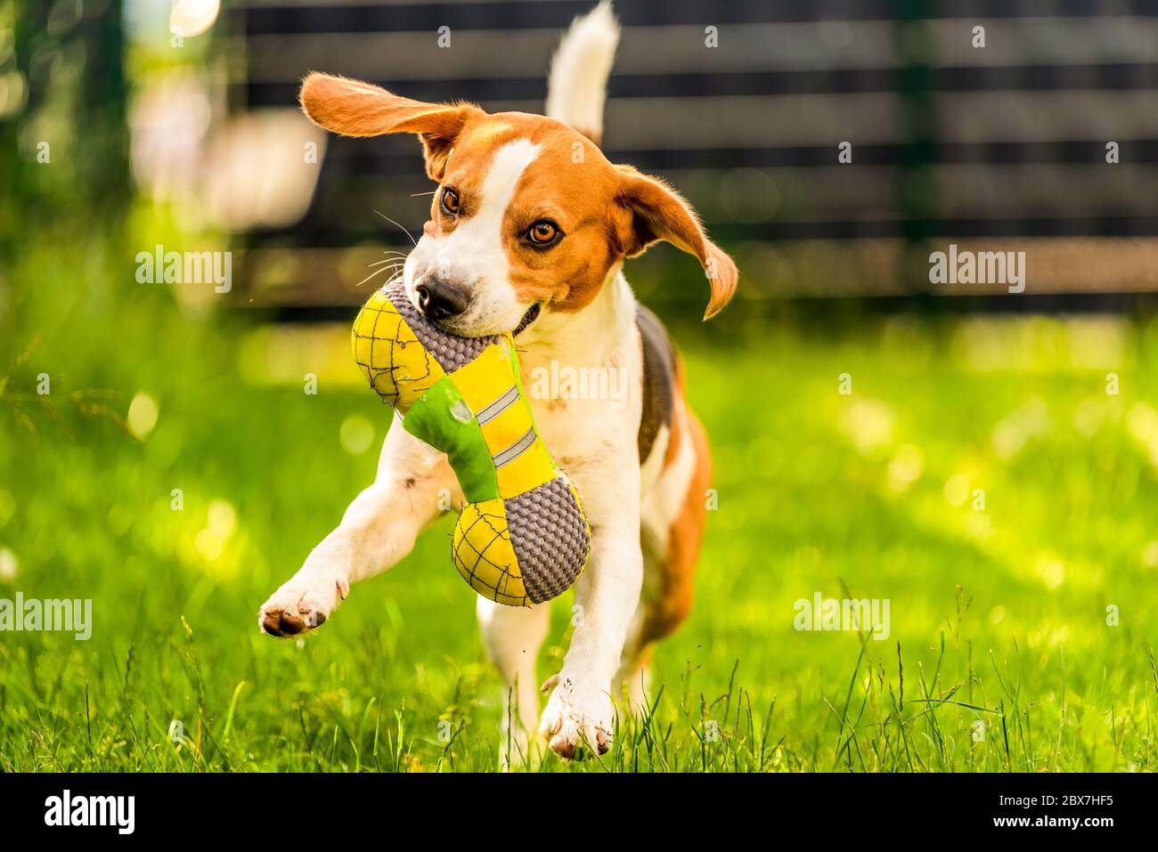 Sun riped hi-res stock photography and images - Alamy