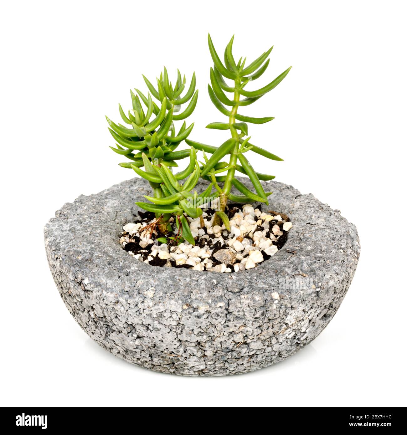 Plant in gravel Cut Out Stock Images & Pictures - Alamy
