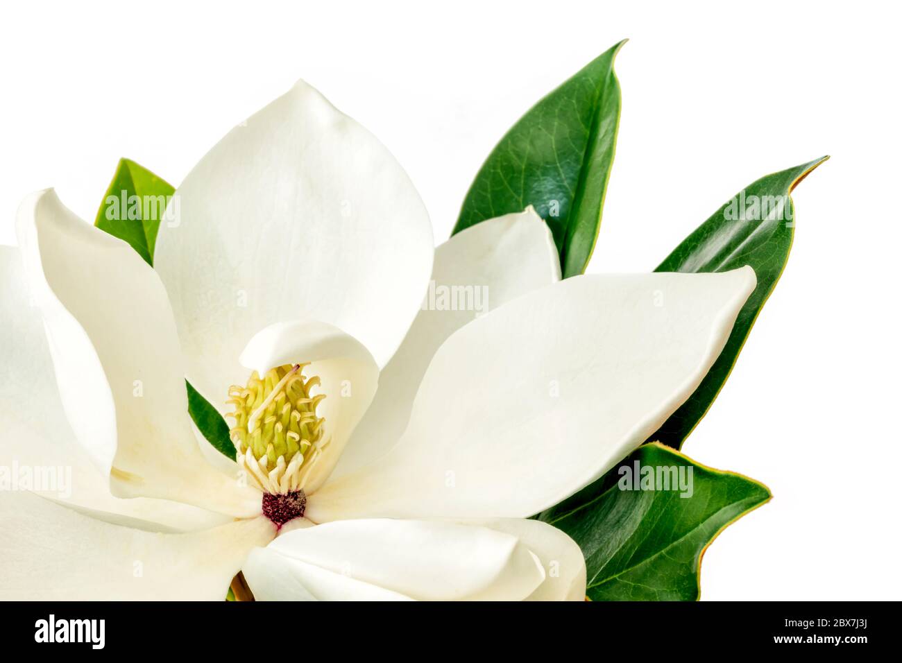 Single Magnolia flower over white background. Little Gem dwarf variety ...