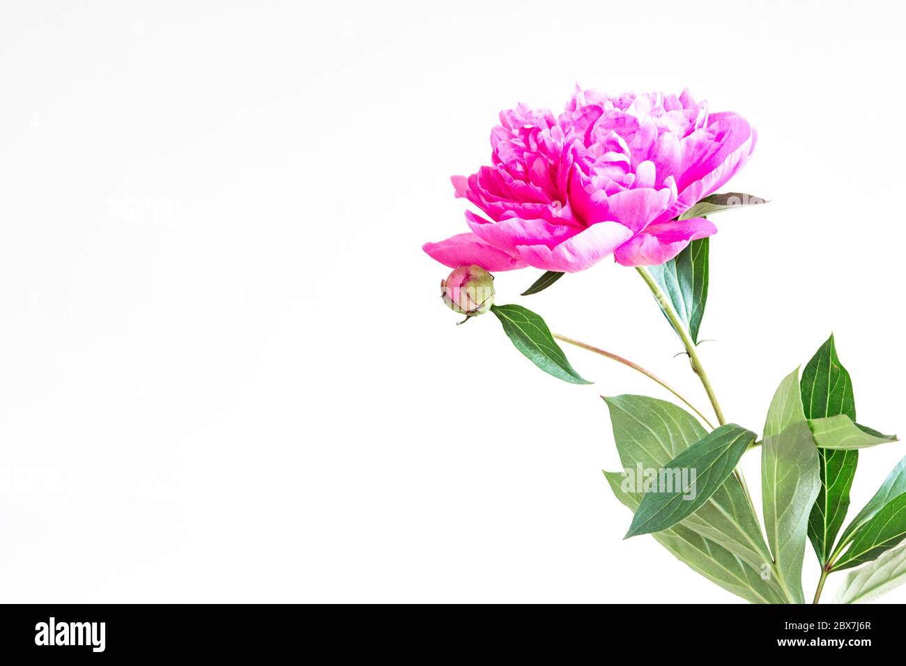 Peony pink buds flower Cut Out Stock Images & Pictures - Alamy