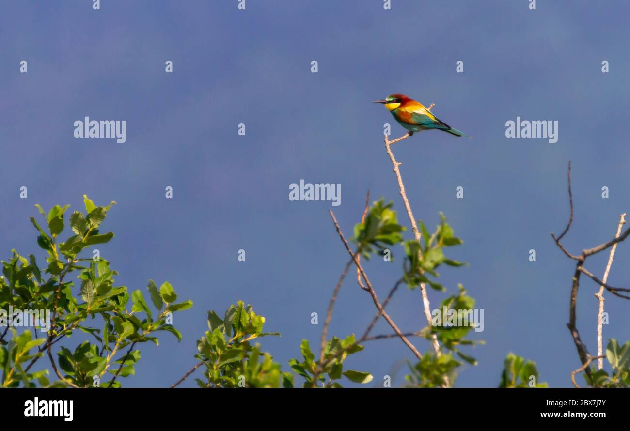 Merop hi-res stock photography and images - Alamy