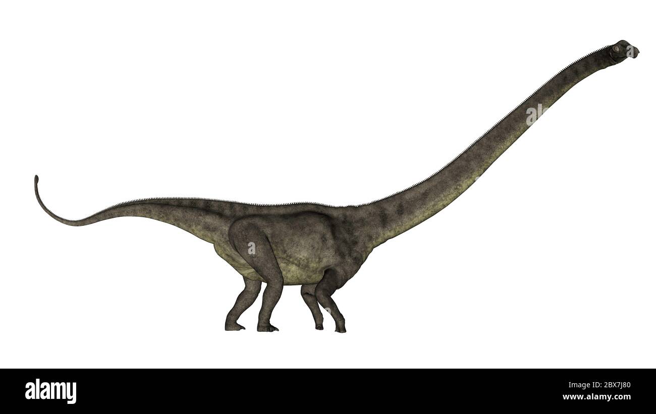 Mamenchisaurus High Resolution Stock Photography and Images - Alamy