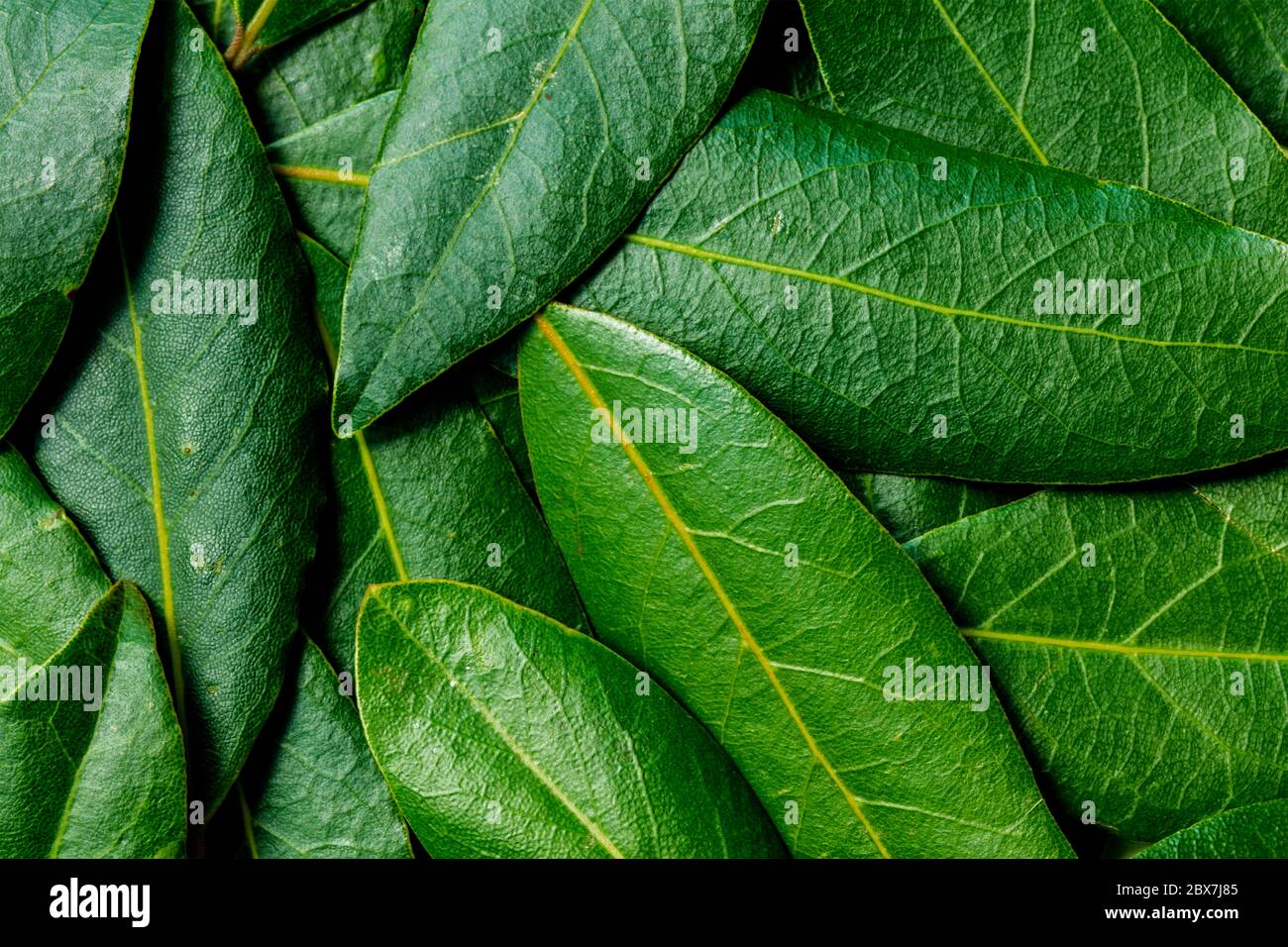 Bay leaves, full-frame background Stock Photo - Alamy