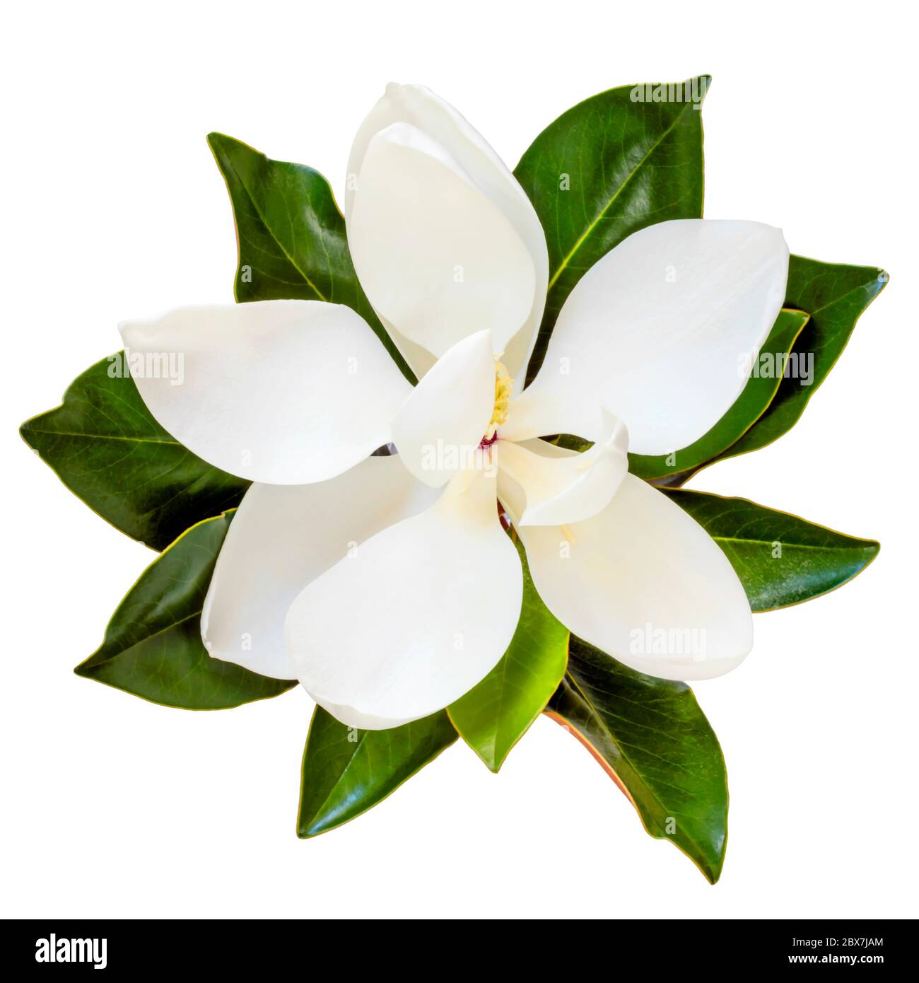 Magnolia flower, top view, isolated on white. Dwarf variety of magnolia ...