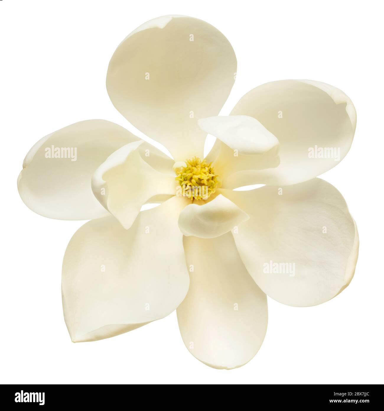 Magnolia grandiflora little gem hi-res stock photography and images - Alamy