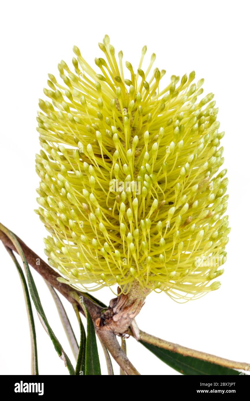 Banksia flower head hi-res stock photography and images - Alamy