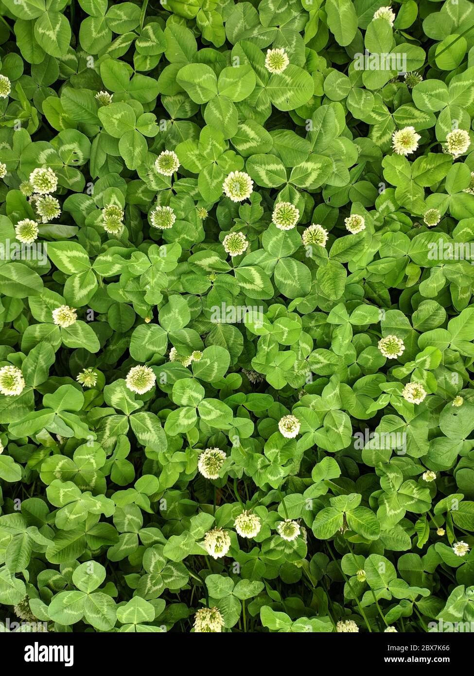 Three leaves grass with white flowers as green background Stock Photo ...