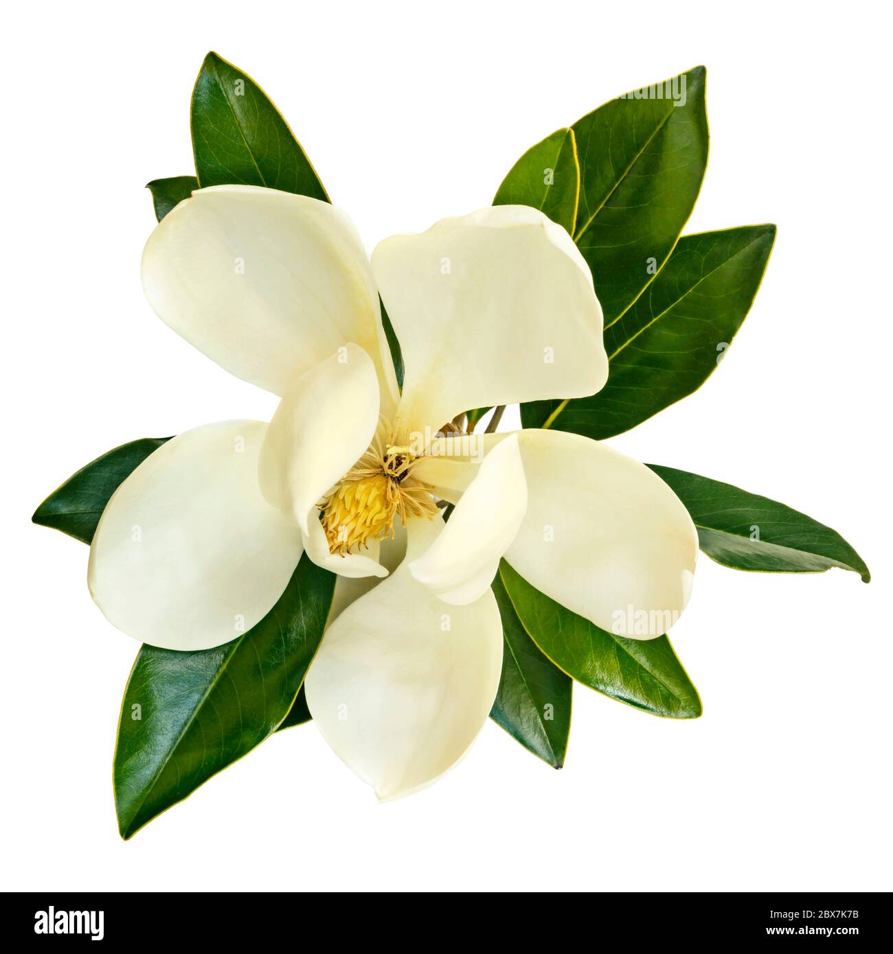 Magnolia flower top view isolated Cut Out Stock Images & Pictures - Alamy