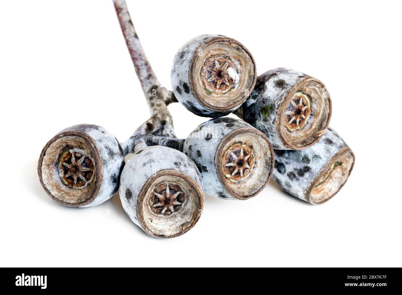 Gumnuts hi-res stock photography and images - Alamy