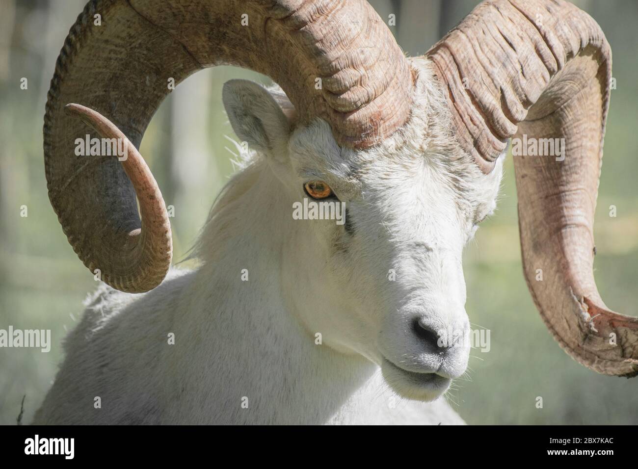Dall sheep ram hi-res stock photography and images - Alamy