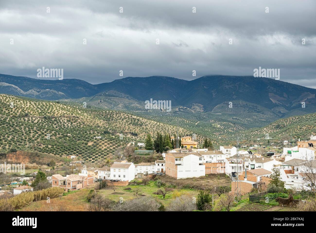 The rolling countryside covered with an abundance of olive trees ...