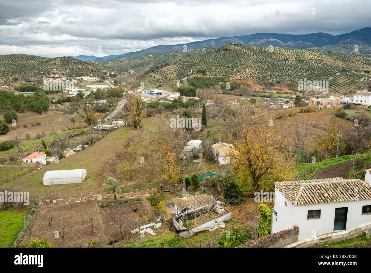 The rolling countryside covered with an abundance of olive trees ...