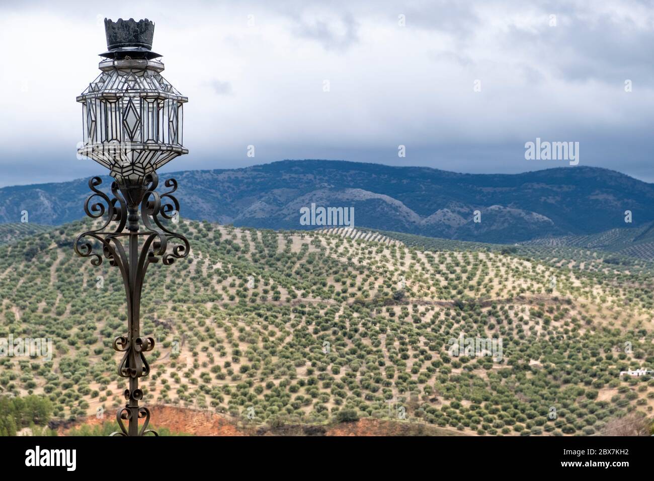 The rolling countryside covered with an abundance of olive trees ...
